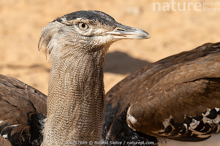 Stock photo of Kori bustard (Ardeotis kori) head portrait, Spain ...
