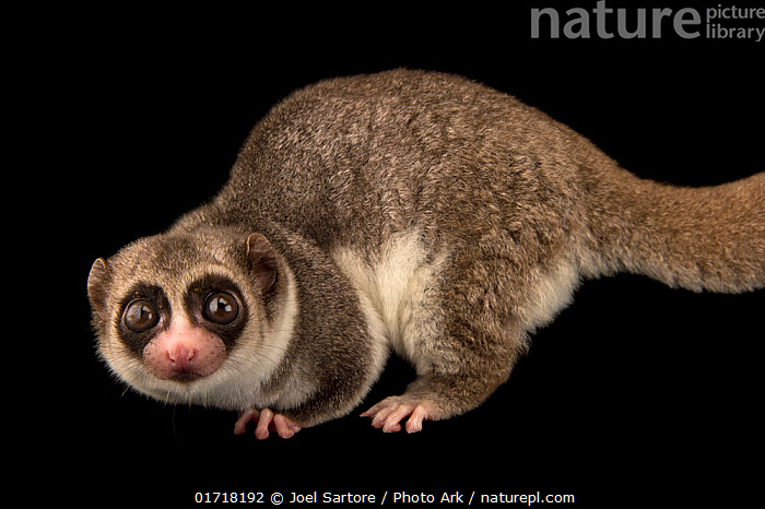 Stock photo of Western fat-tailed dwarf lemur (Cheirogaleus medius ...