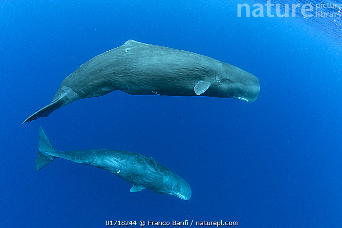 Stock photo of Two female Sperm whales (Physeter macrocephalus) swimming in open ocean ...