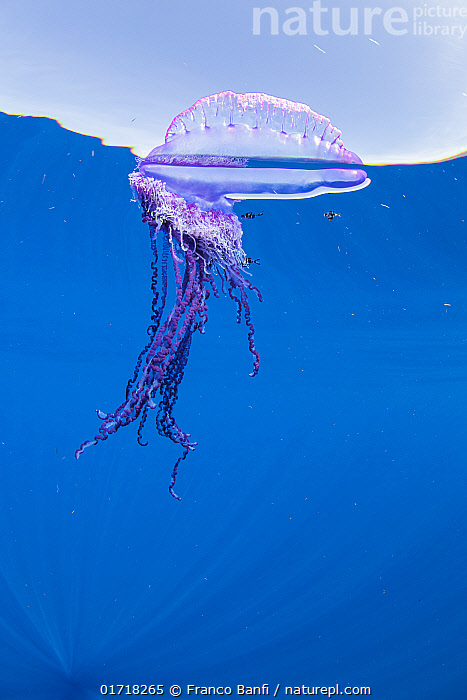 Stock photo of Man-of-war fish (Nomeus gronovi) living within deadly ...