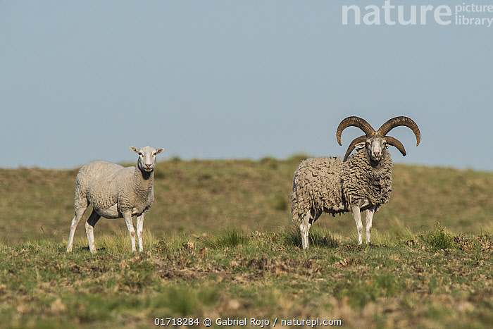 Stock photo of Jacob sheep (Ovis aries) pair in grassland, La Pampa ...