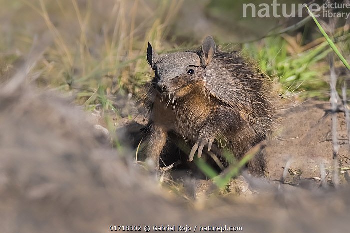 Stock photo of Pichi / Dwarf armadillo (Zaedyus pichiy) in grassland ...