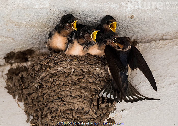 Stock photo of Barn swallow (Hirundo rustica) feeding begging chicks in ...