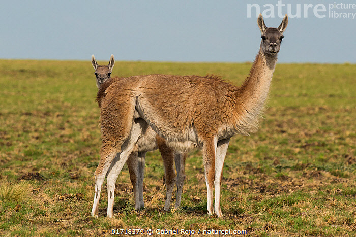 Stock photo of Guanaco (Lama guanicoe) female with calf in pampas ...