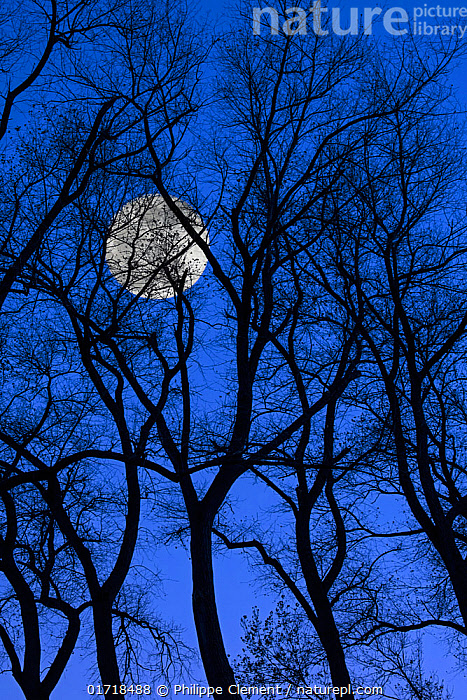 Moon Behind Trees