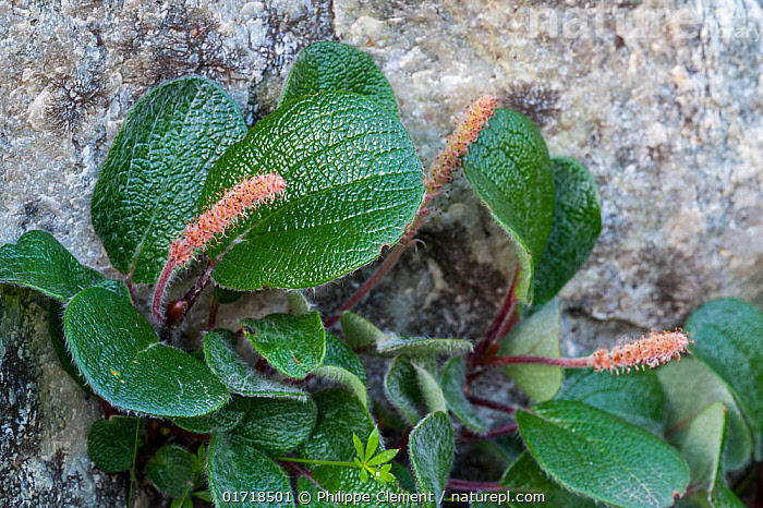 Stock photo of Net-leaved willow (Salix reticulata) growing on rock ...