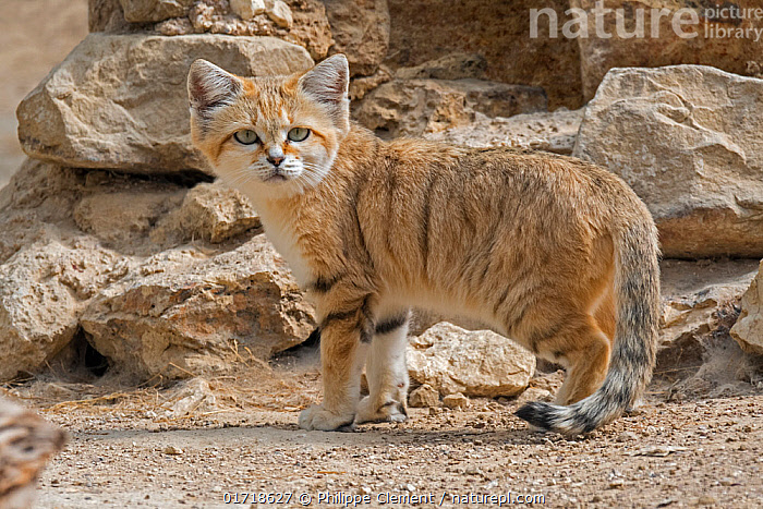 Arabian Sand Cat Framed Print Of Sand Cat (Felis Margarita) Walking