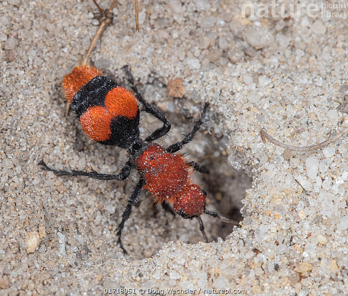 Stock photo of Common eastern velvet ant / Cow killer (Dasymutilla ...