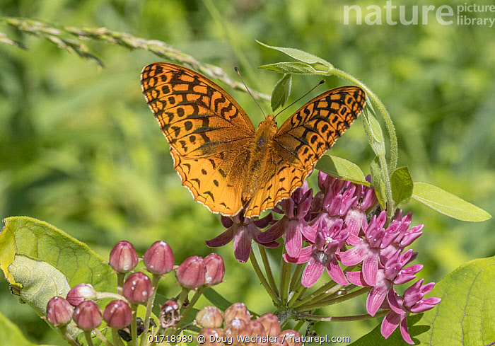 Stock photo of Great spangled fritillary butterfly (Speyeria cybele ...
