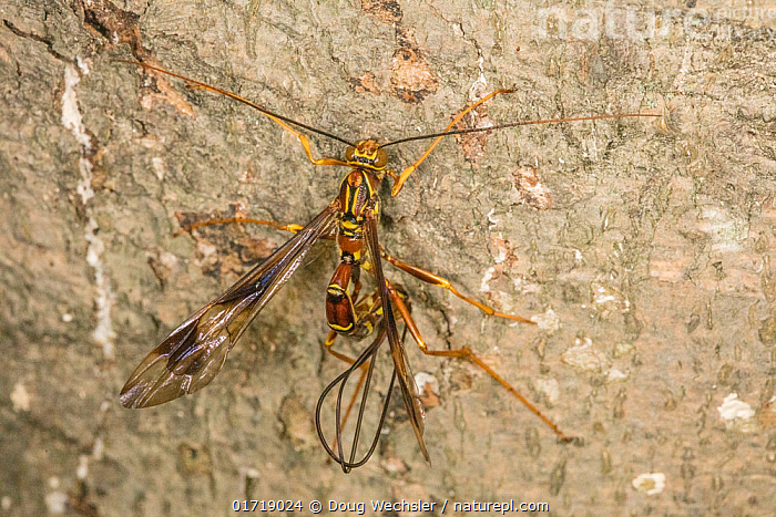 Stock photo of Long-tailed giant ichneumonid wasp (Megarhyssa macrurus ...
