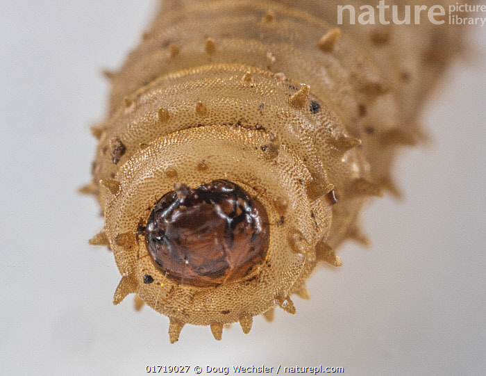 Stock photo of March fly (Bibionidae) larva, portrait, Pennsylvania ...