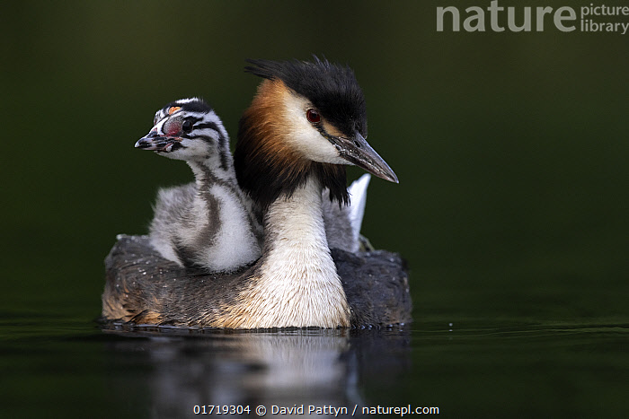 Stock photo of Great crested grebe (Podiceps cristatus) on water ...