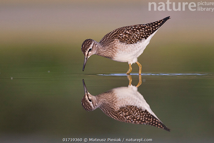 Juvenile Common Sandpiper