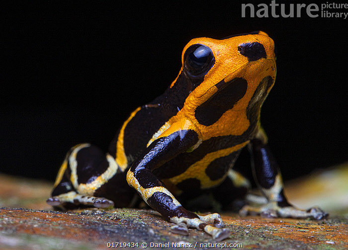 Stock photo of Summer's poison frog (Ranitomeya summersi) portrait ...