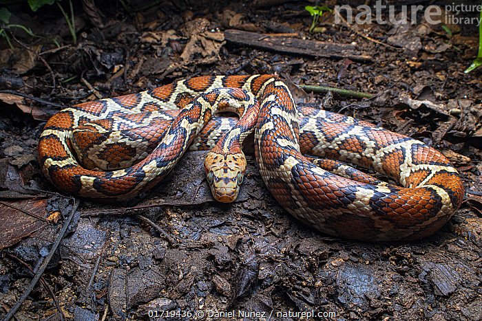 Stock photo of Yellow-red rat snake (Pseudelaphe flavirufa) resting on ...