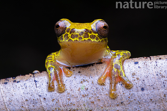 Stock photo of Reticulated tree frog (Dendropsophus reticulatus ...