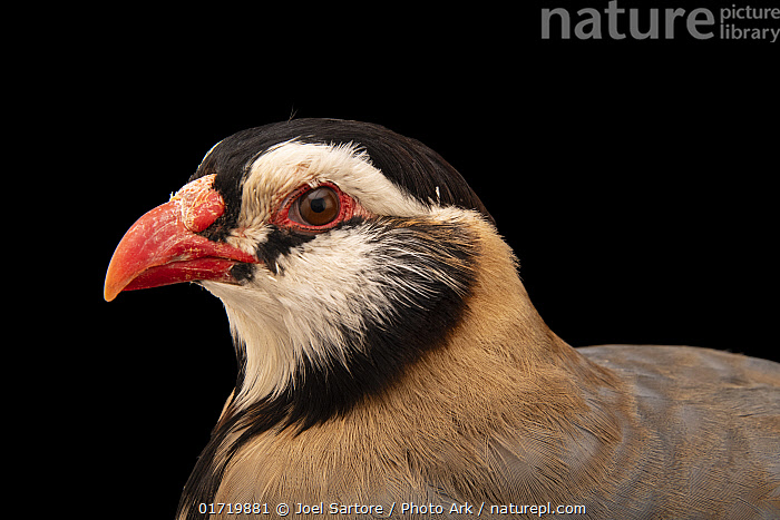 Stock photo of Arabian partridge (Alectoris melanocephala) head ...