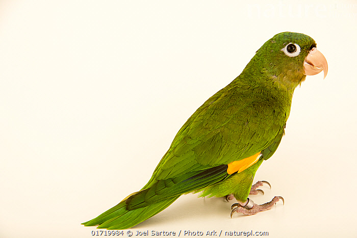 Stock photo of Golden-winged parakeet (Brotogeris chrysoptera) portrait ...