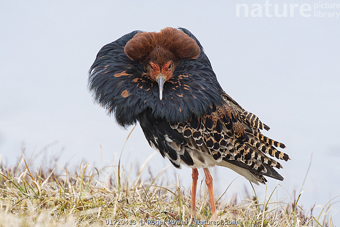 Stock photo of Ruff (Calidris pugnax) male standing at lek, Pokka ...