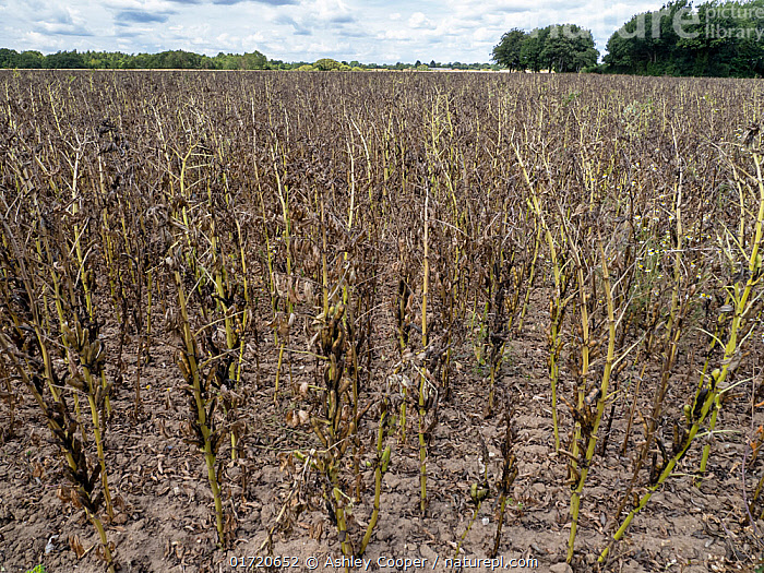 Stock photo of Field of Broad beans (Vicia faba) destroyed by drought ...