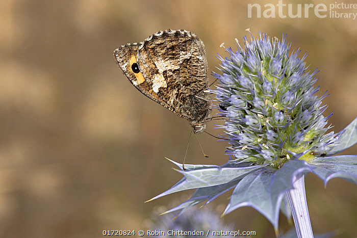 Stock photo of Grayling butterfly (Hipparchia semele) nectaring on Sea ...