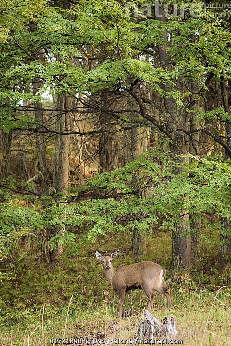 Stock photo of South Andean deer (Hippocamelus bisulcus) on edge of ...