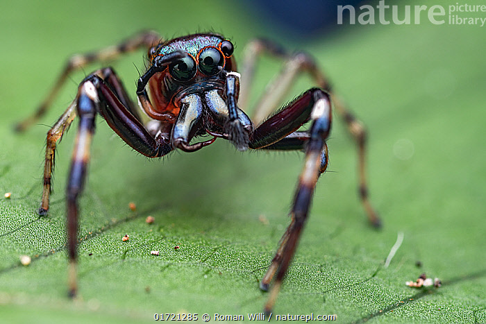 Stock photo of Jumping spider (Sidusa unicolor) on a leaf grooming, Osa ...