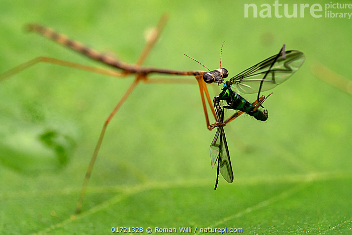 Stock photo of Praying mantis (Angela sp.) feeding on insect prey, Osa ...