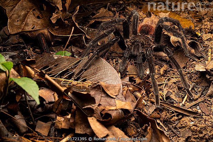 Stock photo of Tarantula (Sericopelma sp.) camouflaged on forest floor ...