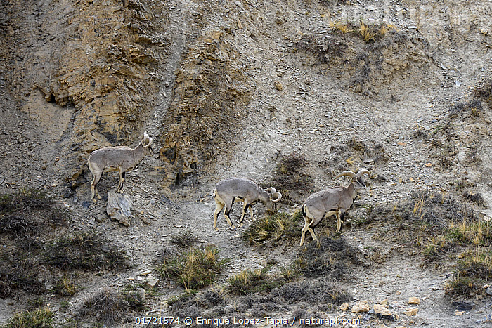 Stock photo of Three Blue sheep (Pseudois nayaur) grazing on slope ...