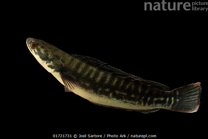 Stock photo of Giant snakehead (Channa micropeltes) portrait, Zoo ...