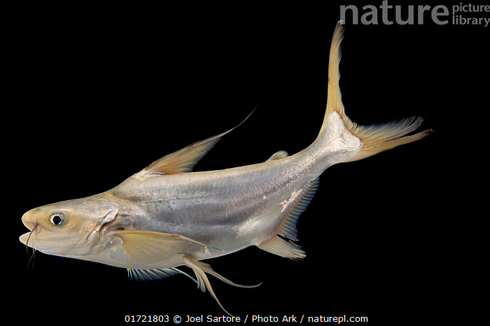 Stock photo of Giant pangasius catfish (Pangasius sanitwongsei ...