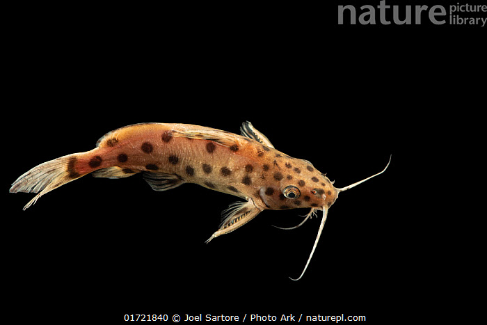 Stock photo of Decorus catfish (Synodontis decorus) portrait, Moscow ...