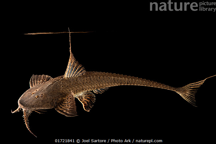 Stock photo of Spoon head catfish (Planiloricaria cryptodon) portrait ...