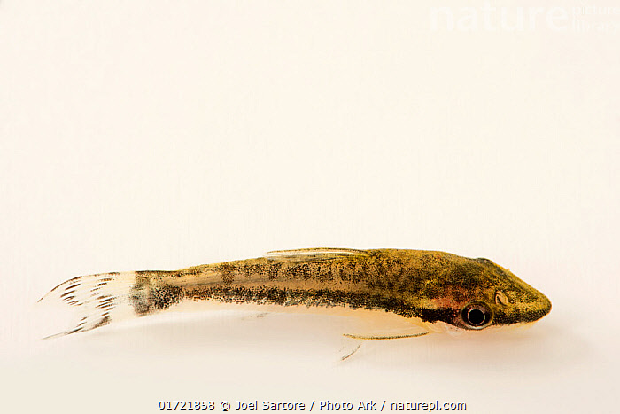 Stock photo of Otocinclus catfish (Macrotocinclus affinis) portrait ...