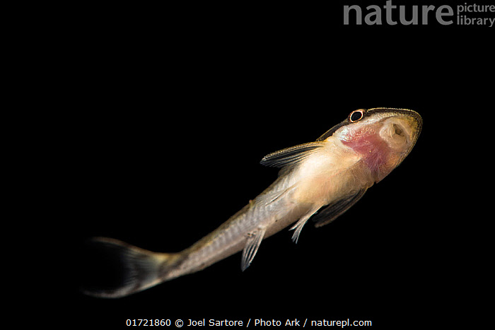 Stock photo of Otocinclus catfish (Macrotocinclus affinis) portrait ...