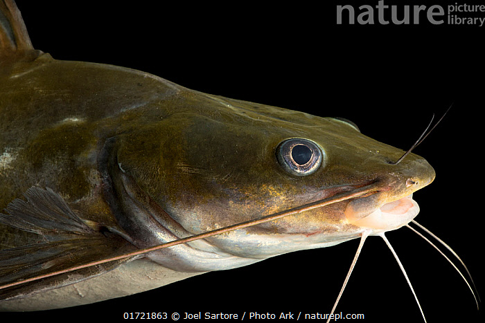 Stock photo of Asian red-tailed catfish (Hemibagrus nemurus) head ...