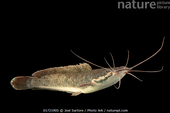 Stock photo of African sharptooth catfish (Clarias gariepinus) portrait ...
