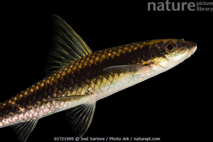 Stock photo of Flying fox fish (Epalzeorhynchos kalopterus) portrait ...