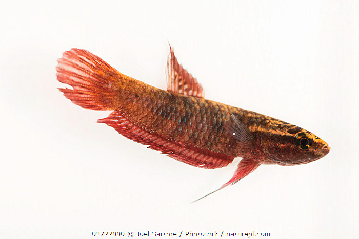 Stock photo of Scarlet betta (Betta coccina) portrait, private ...