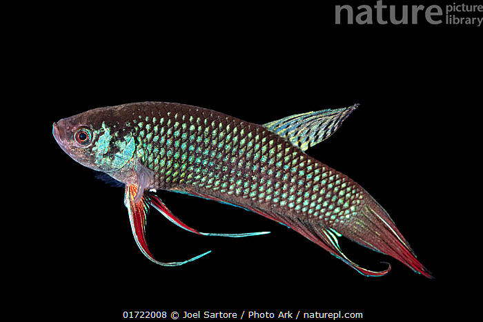 Stock photo of Crescent betta (Betta imbellis) male, portrait, private ...