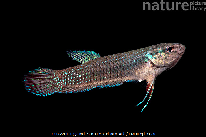Stock photo of Crescent betta (Betta imbellis) female, portrait ...