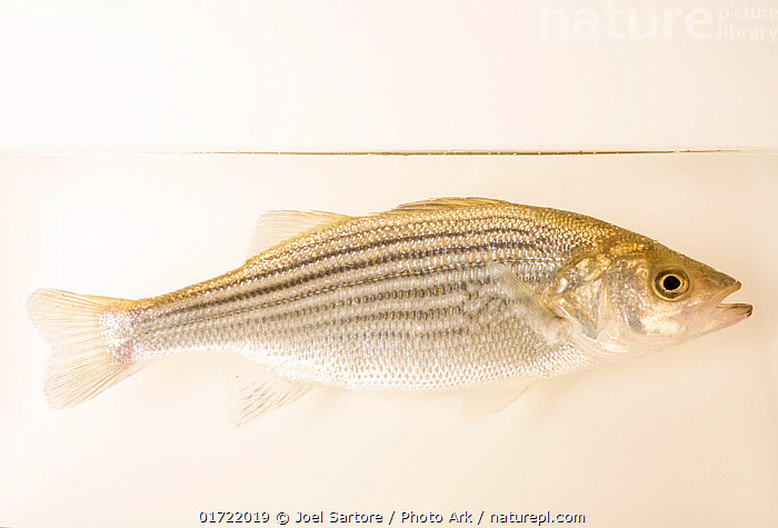 Stock photo of Striped bass (Morone saxatilis) portrait, Welaka ...