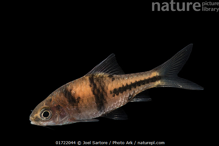 Stock photo of Spanner barb (Barbodes lateristriga) at Zoo Negara ...