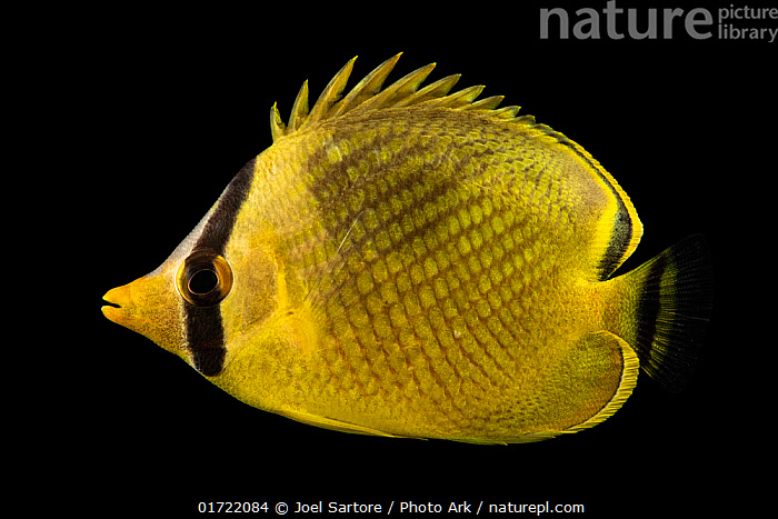 Stock photo of Latticed butterflyfish (Chaetodon rafflesii) portrait ...