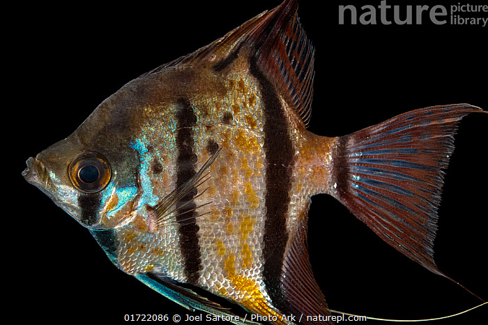 Stock photo of Freshwater angelfish (Pterophyllum scalare) portrait ...