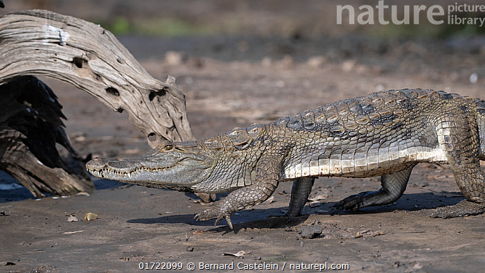 Stock photo of West African crocodile (Crocodylus suchus) walking over ...