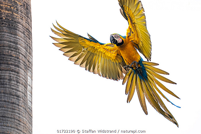 Stock photo of Blue and yellow macaw (Ara ararauna) landing in tree ...