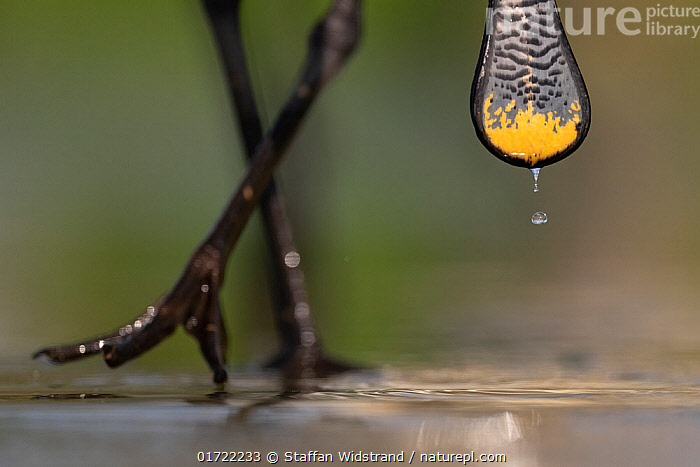 Stock photo of Spoonbill stork (Platalea alba) standing in river, beak ...