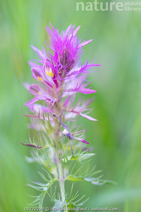 Stock photo of Field cow-wheat (Melampyrum arvense) in flower, Gelderse ...